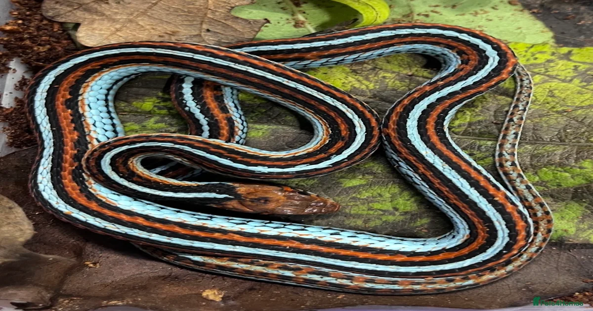Garter Snake Reptiles for sale in Lewes, East Sussex | Pets4Homes