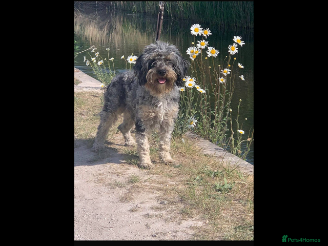 F1b Cavapoo Blue Merle copperpoint for sale in Swadlincote | Pets4Homes