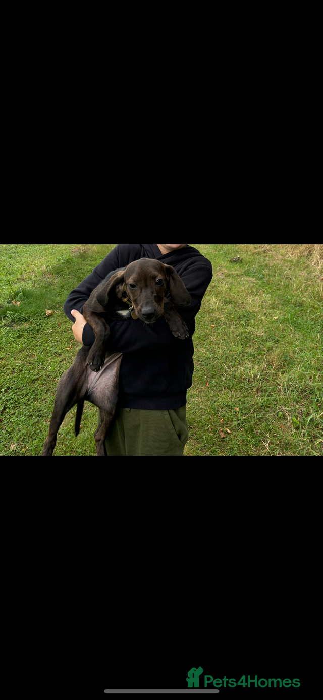 Bocker girl for sale in Doncaster | Pets4Homes