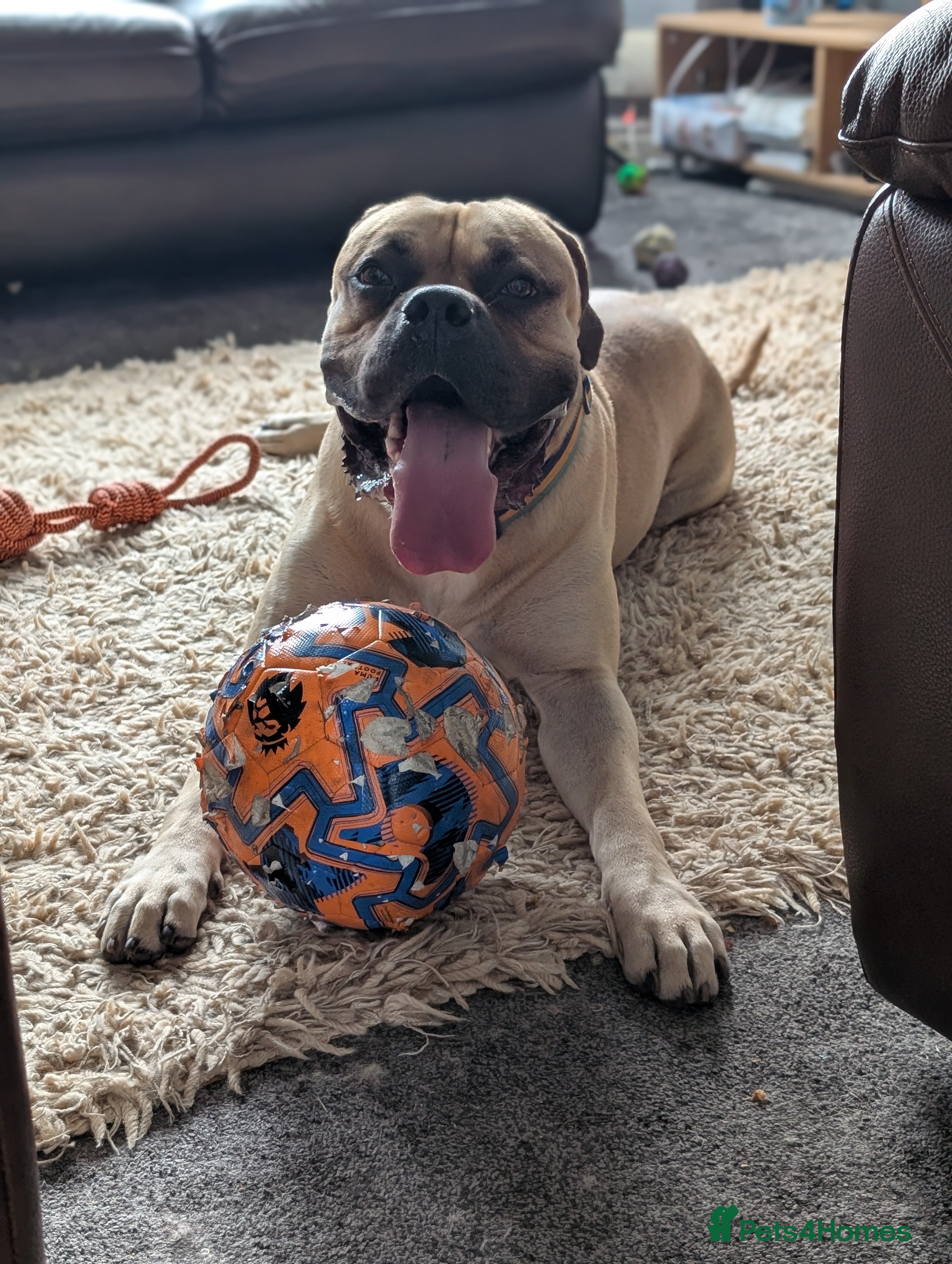Hooper! Loving boy who just need patience For free for sale in ...