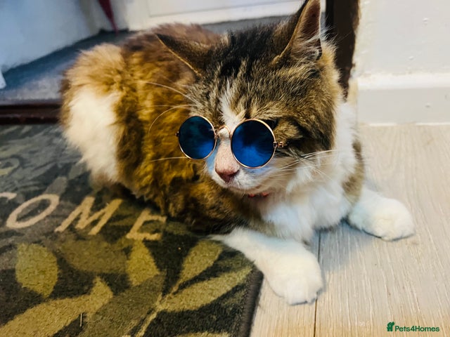 Toffe name cat Healthy , Gentle Loving Maine coone for sale in Basildon ...