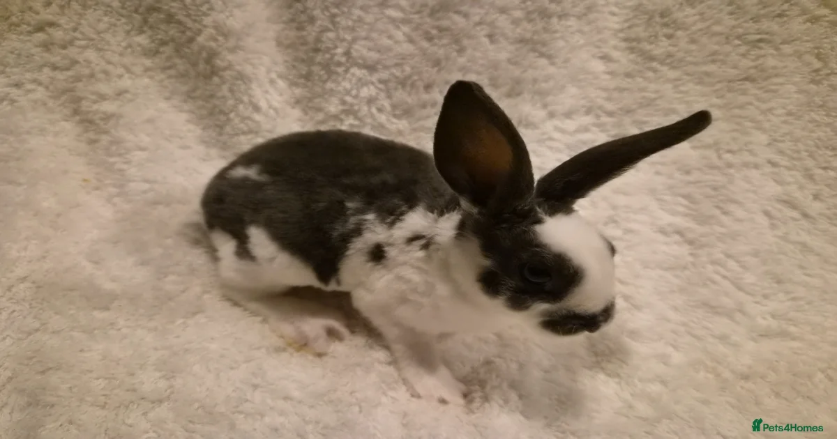 Rex Rabbits for sale | Pets4Homes