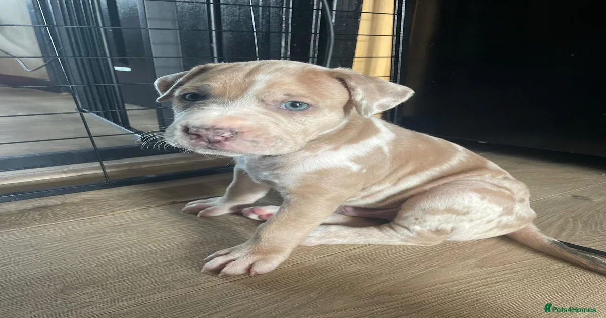 Large breed dogs Mixed Breed Puppies for sale | Pets4Homes