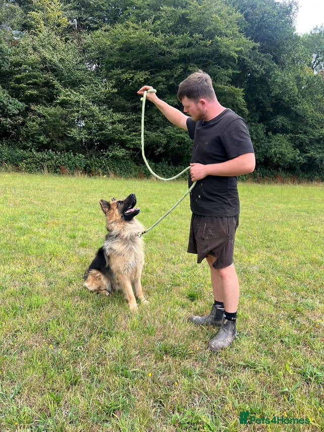 German Shepherd puppies Kc registered for sale in Newton Abbot | Pets4Homes