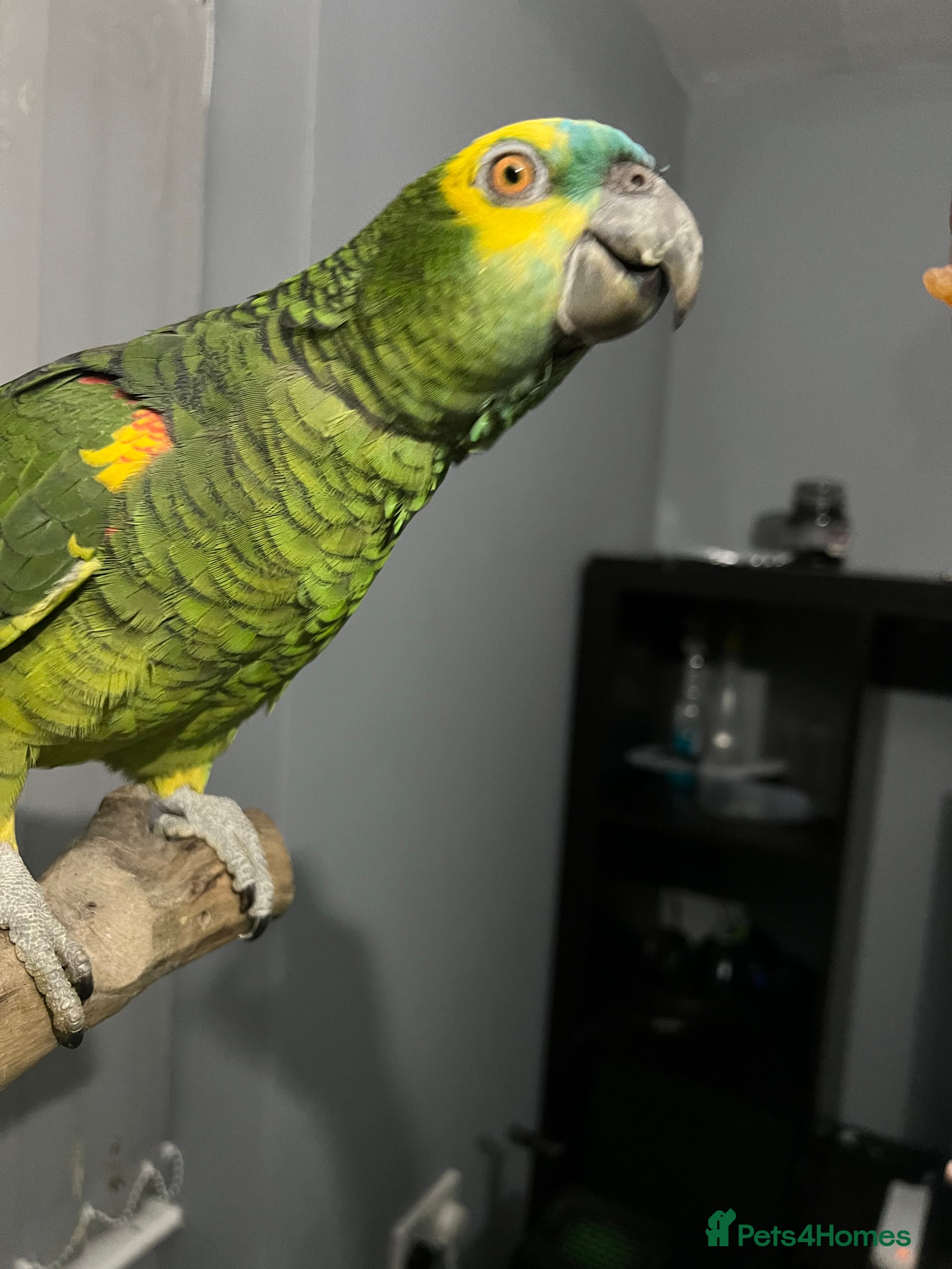 Blue fronted amazon Parrots birds for sale | Pets4Homes