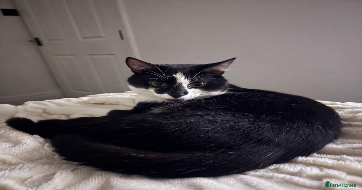Oreo male cat for sale in Sunderland | Pets4Homes