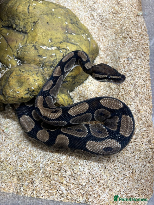 Mixed ball pythons for sale for sale in Ilkeston | Pets4Homes