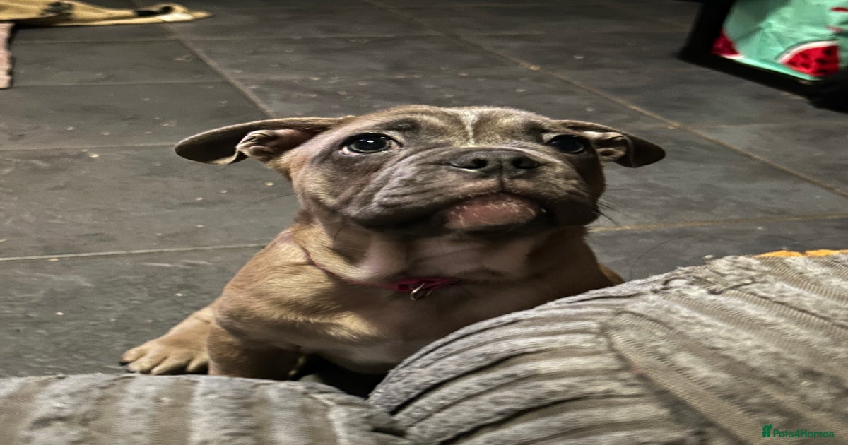 Frenchie cross for sale in Coventry | Pets4Homes