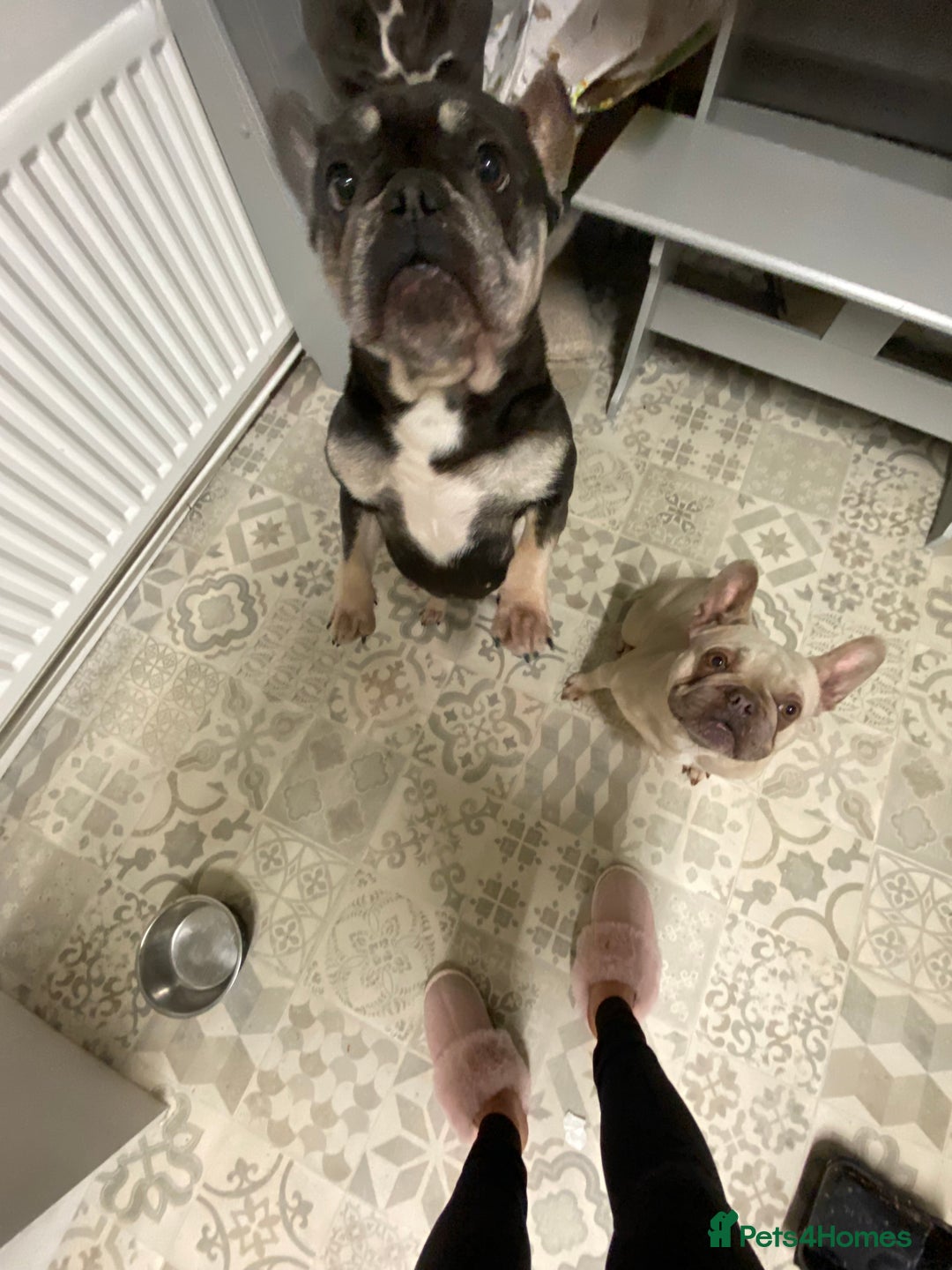 Three french bulldogs for sale in Middlesbrough | Pets4Homes