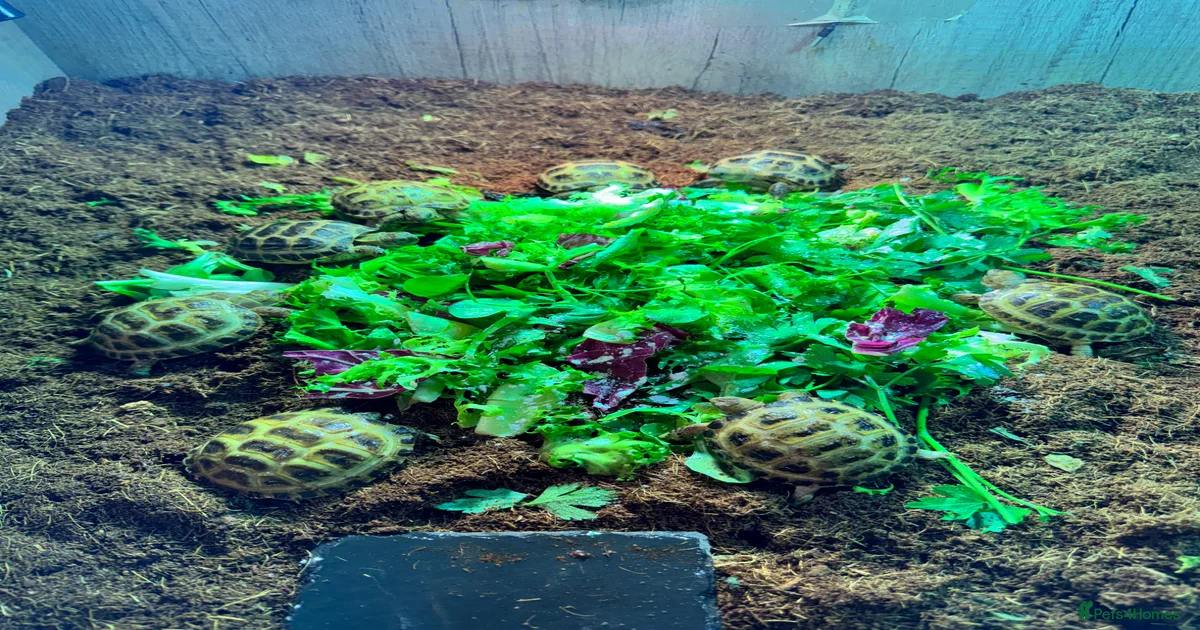 Tortoise Reptiles for sale | Pets4Homes