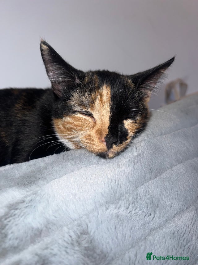 Calico cat - Cleo - 1.5 years old for sale in Reading | Pets4Homes