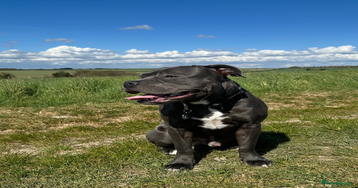 Staffordshire Bull Terrier STUD for stud in Blandford Forum | Pets4Homes