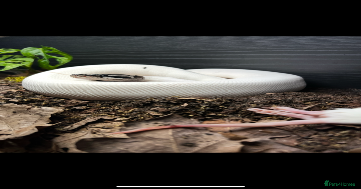 Mixed ball pythons for sale for sale in Ilkeston | Pets4Homes