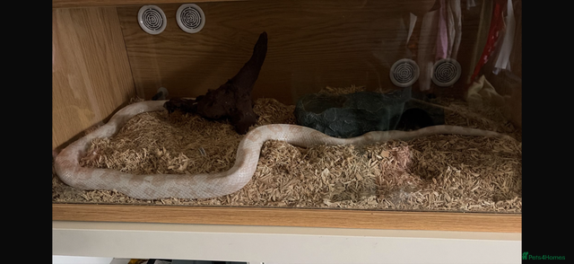 Strawberry snow corn snake for sale in London | Pets4Homes
