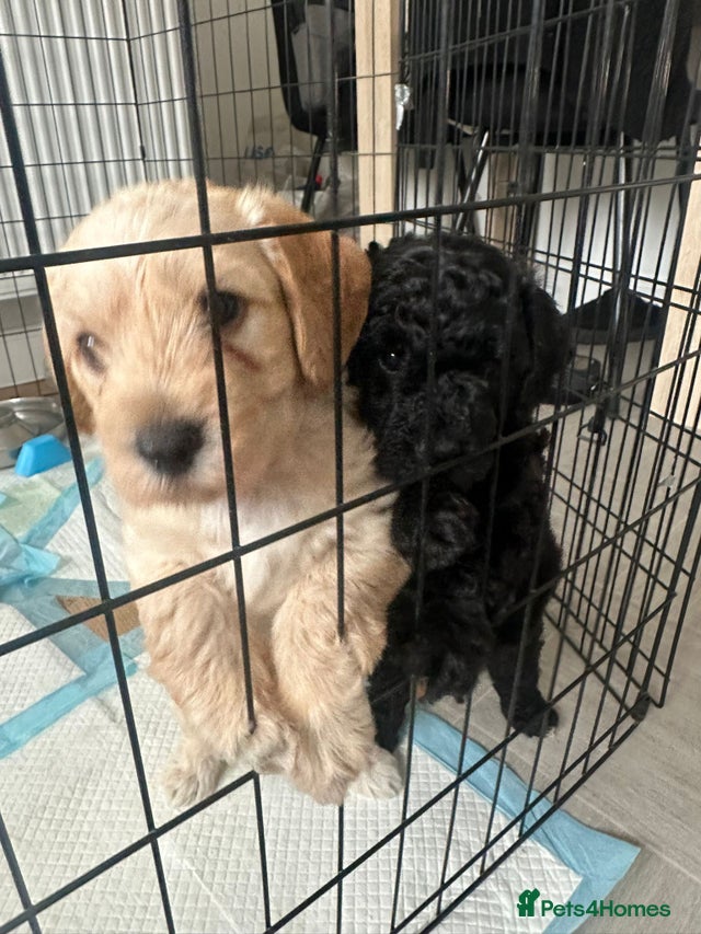 Double doodle (Cockapoo cross mini labradoodle) for sale in Eastbourne ...