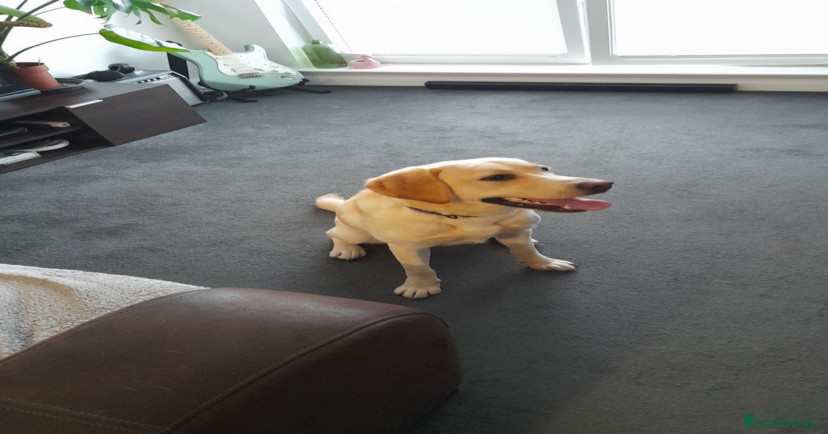 9 month old Labrador Retriever. for sale in Banchory | Pets4Homes