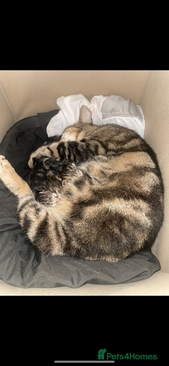 4 beautiful tabby kittens for sale in Saint Helens | Pets4Homes