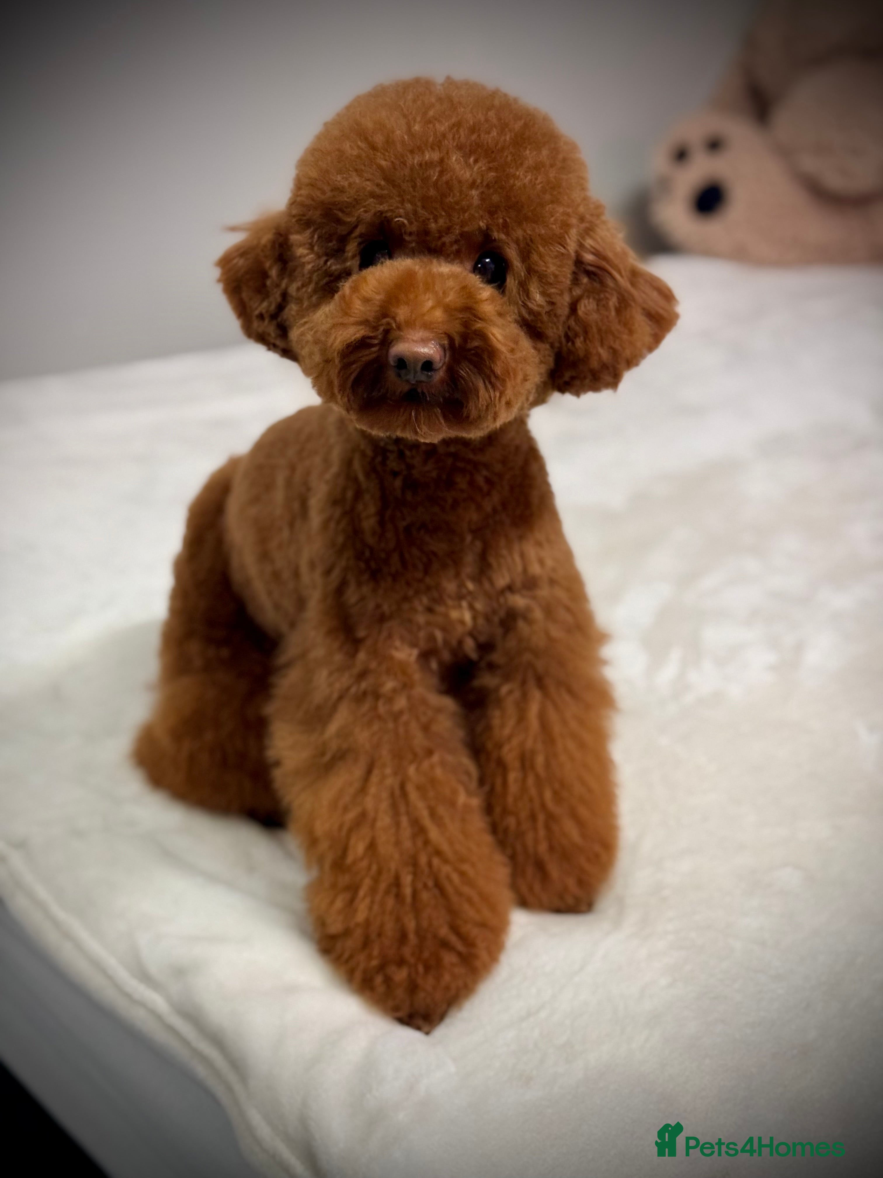 Gorgeous🧸red Toy Poodle for stud🤎 for stud in London | Pets4Homes
