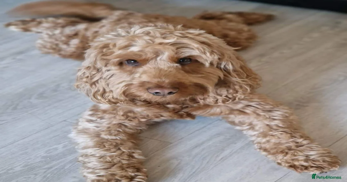 Proven DNA tested red F1 Cockapoo Charlie for Stud for stud in Milton ...