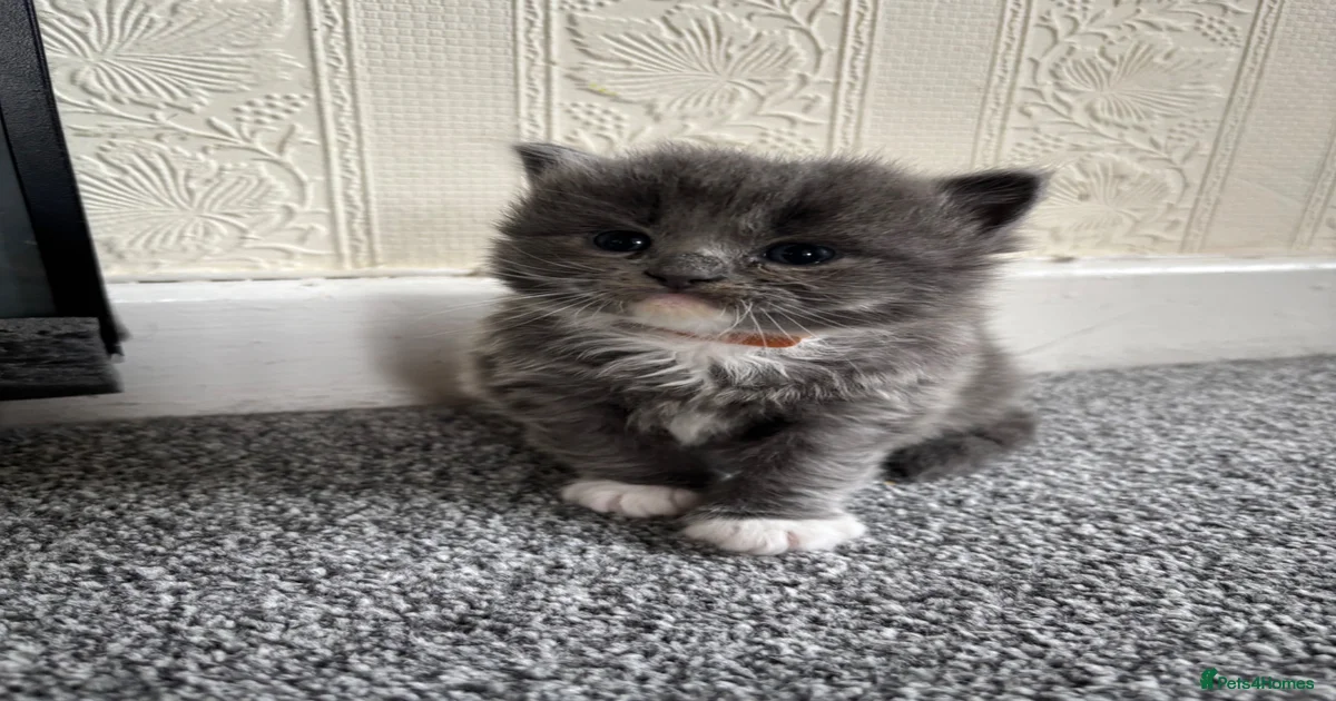 Cat litter for sale Kittens for sale | Pets4Homes