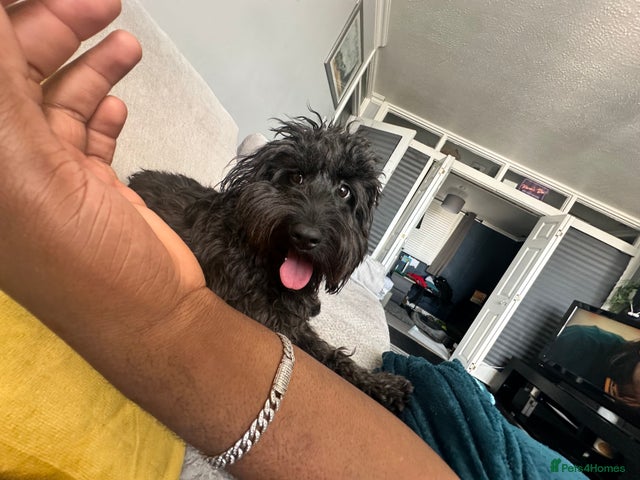 Female cockapoo for sale in London | Pets4Homes