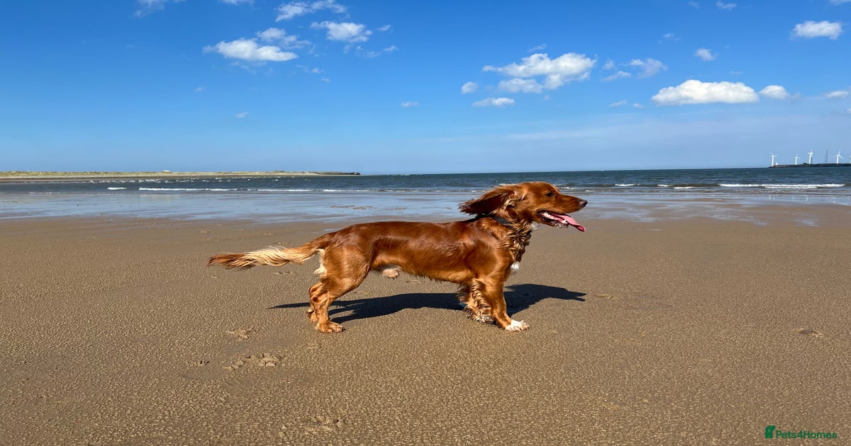 Working type Cocker Spaniel for Stud for stud in Darlington | Pets4Homes