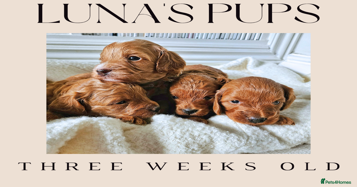 LAST 2 LEFT! Adorable Cavapoo Puppies♡*** for sale in Sidcup | Pets4Homes