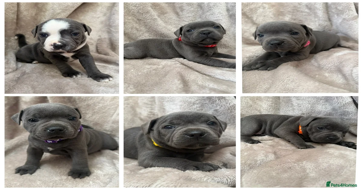 Staffordshire Bull Terrier Puppies for sale | Pets4Homes