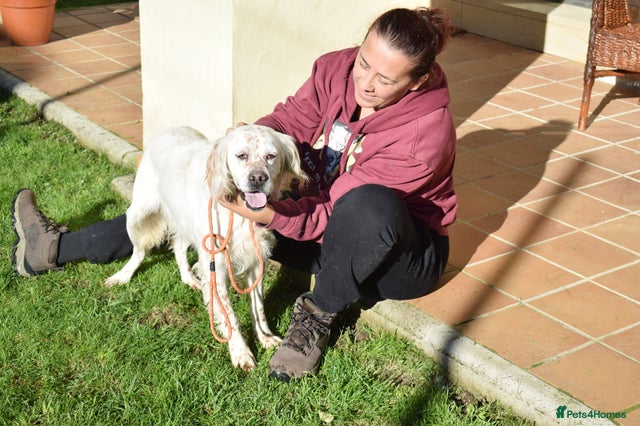 Nell for adoption in Tonypandy | Pets4Homes
