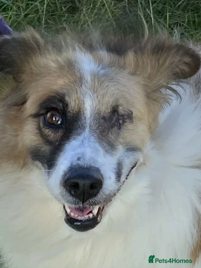 Jessie ️ for adoption in Worcester | Pets4Homes