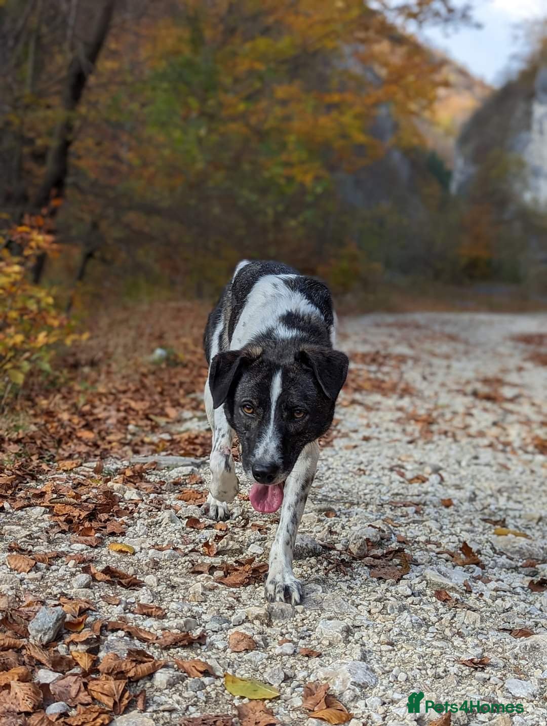 Dart has been waiting 3 years for a home 💔 for adoption in Sheffield ...