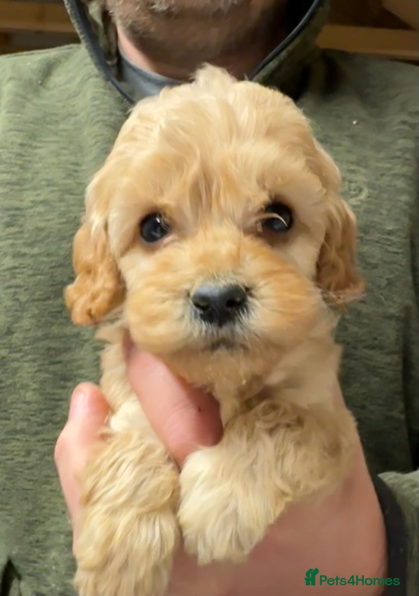 Cavapoo breeders | Pets4Homes