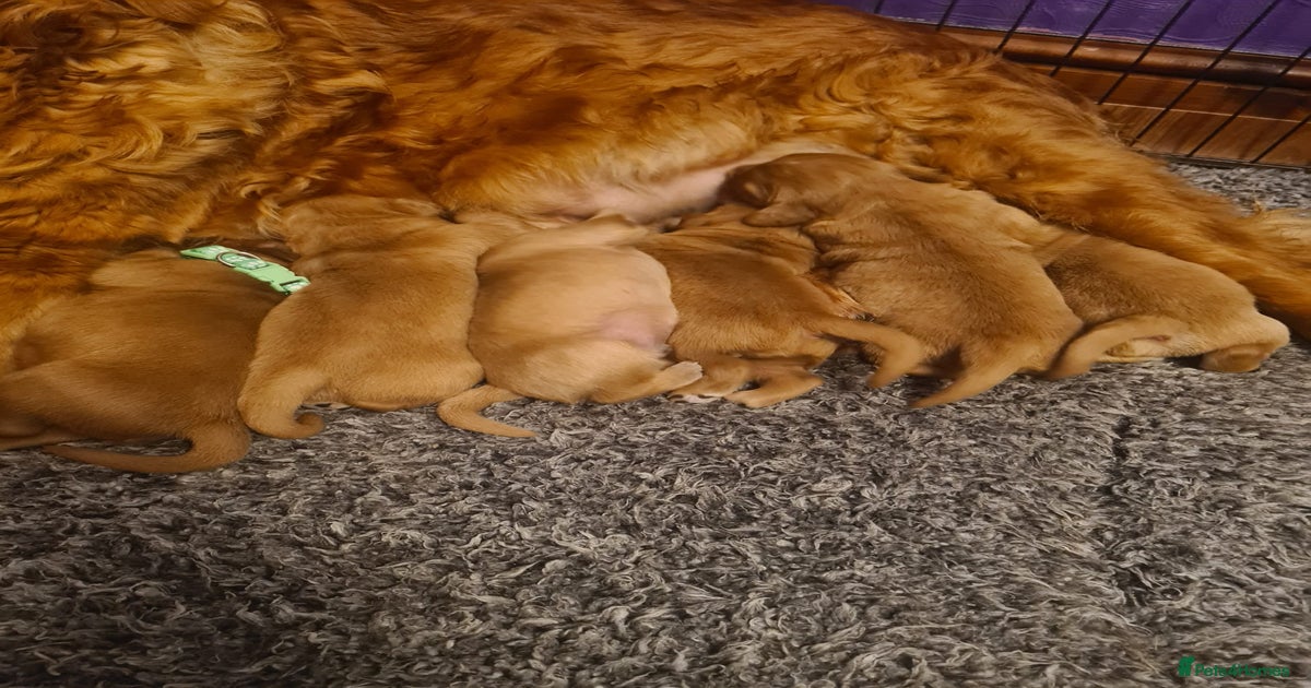 Dark fox red golden Retriever puppies for sale in Swansea | Pets4Homes