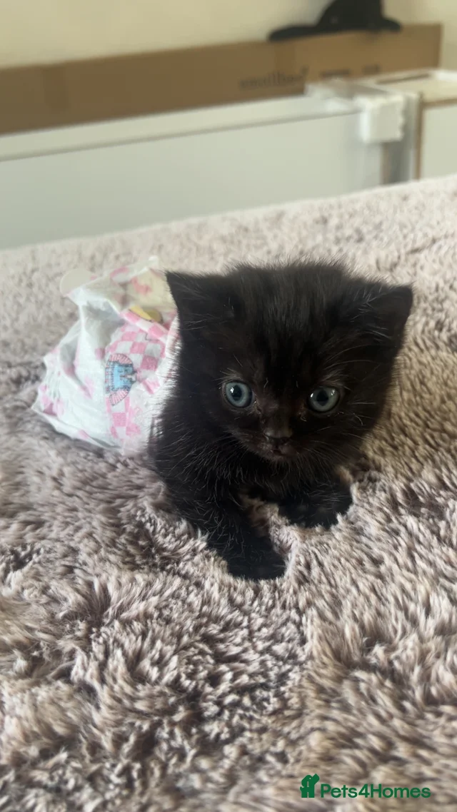 Special Little Kitten Looking for a Loving Home for sale in Rochdale ...
