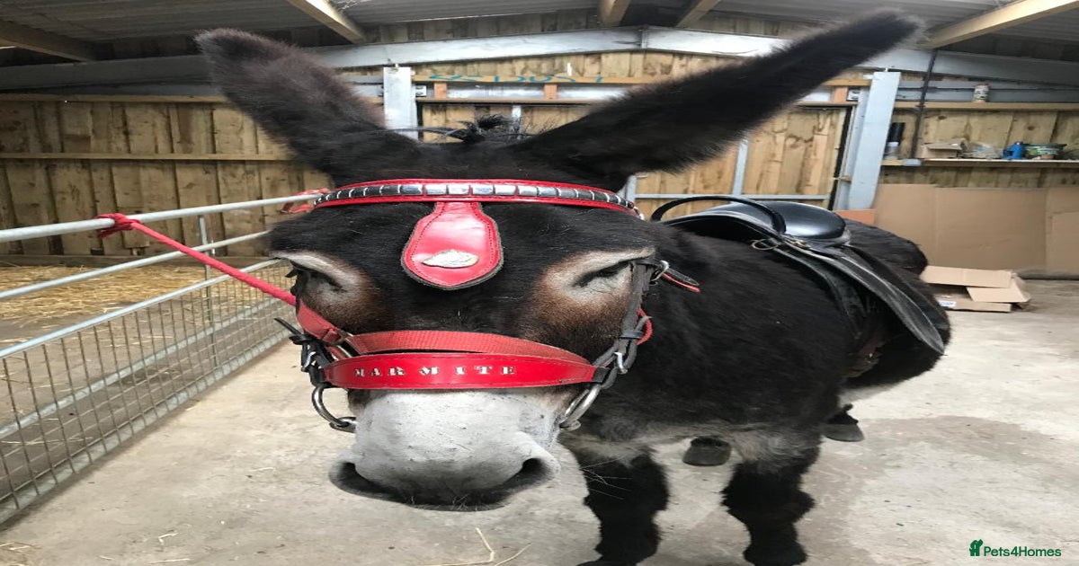 GELDING DONKEY for sale in Stoke-on-Trent | Pets4Homes