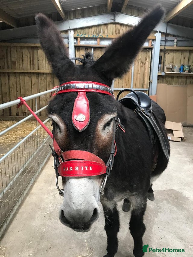 GELDING DONKEY for sale in Stoke-on-Trent | Pets4Homes
