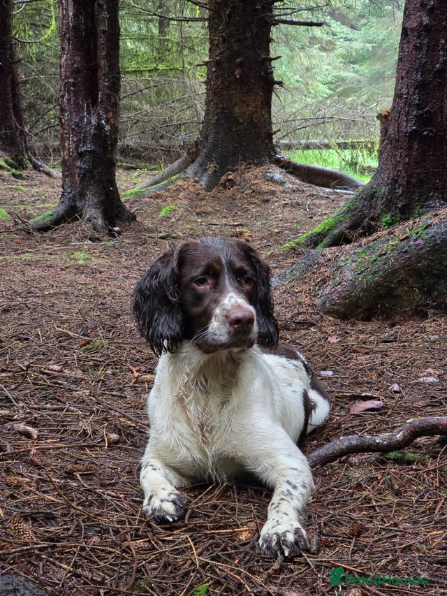 English Springer Spaniel at Stud for stud in Sunderland | Pets4Homes