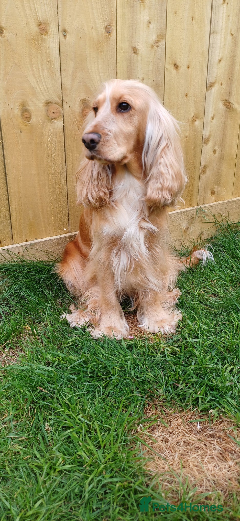 English rabbits for sale | Pets4Homes