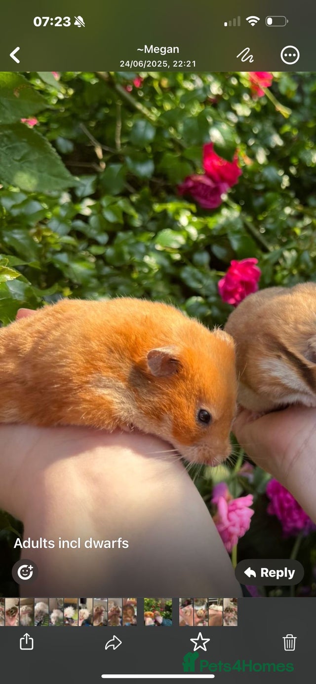 Tame Pedigree HAMSTER SALE - ethically bred for sale in Littlehampton ...