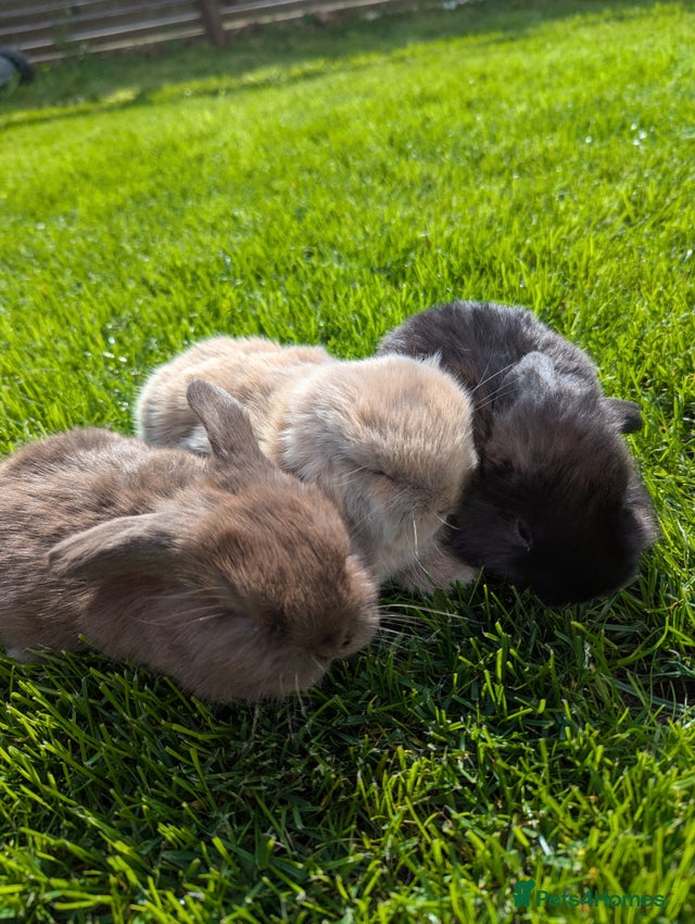 Adorable mini lops for sale for sale in Newport | Pets4Homes