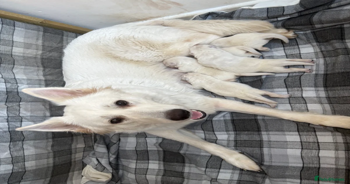 Leaving-home White Swiss Shepherd Puppies for sale | Pets4Homes