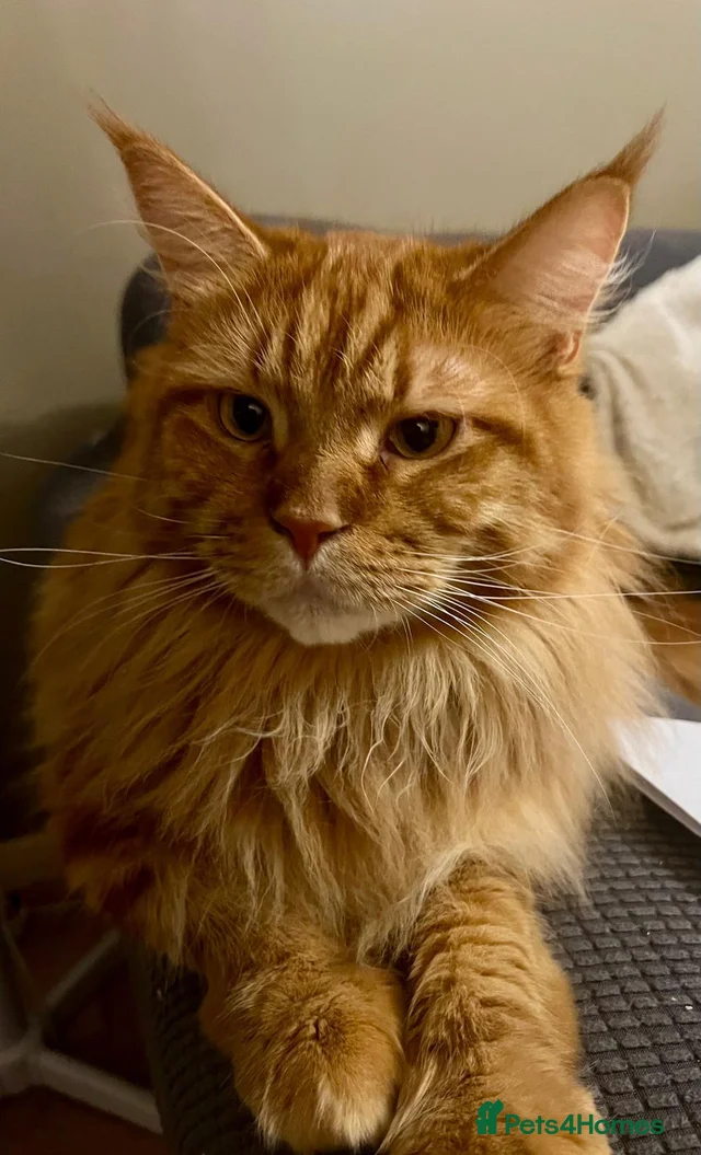 Maine coon for sale in London | Pets4Homes