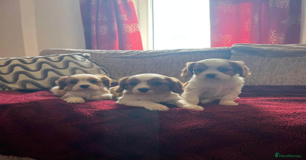 Blenheim boys available for sale in Pencader | Pets4Homes