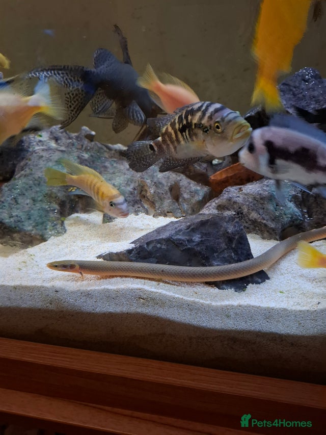 Tropical fish for sale in Norwich | Pets4Homes