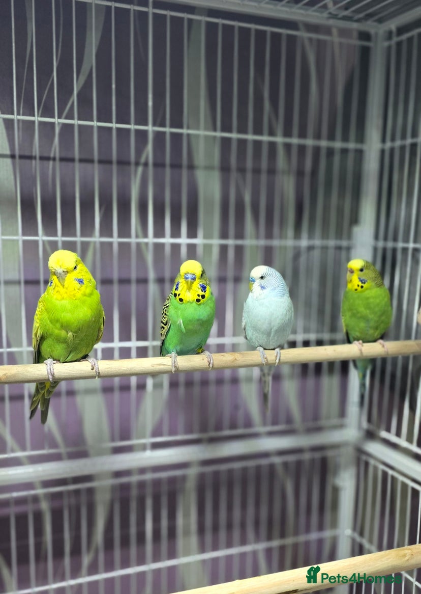 Birds for sale | Pets4Homes
