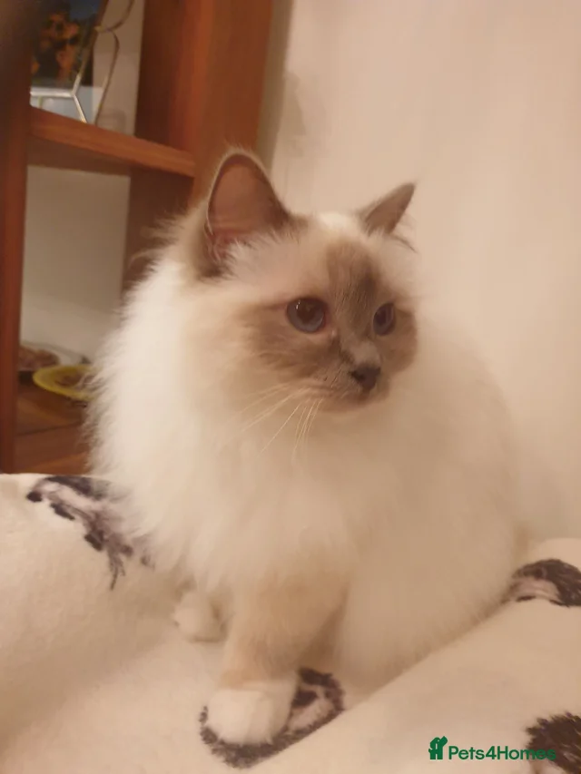 Lilac point female speyed birman for sale in Billingham | Pets4Homes