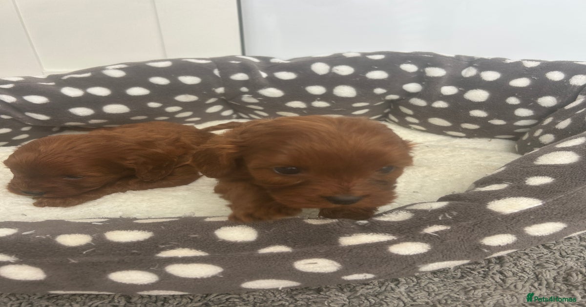 Ruby Cavapoo puppies (f1) for sale in Pershore | Pets4Homes