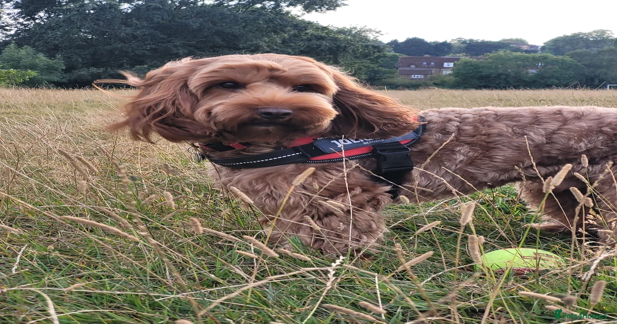 Red/Tan F1 Cockapoo for Stud only. for stud in London | Pets4Homes