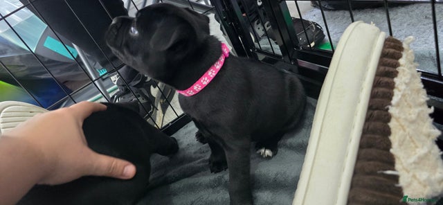 Champion bloodlines kc stafford pups for sale in Ryde | Pets4Homes