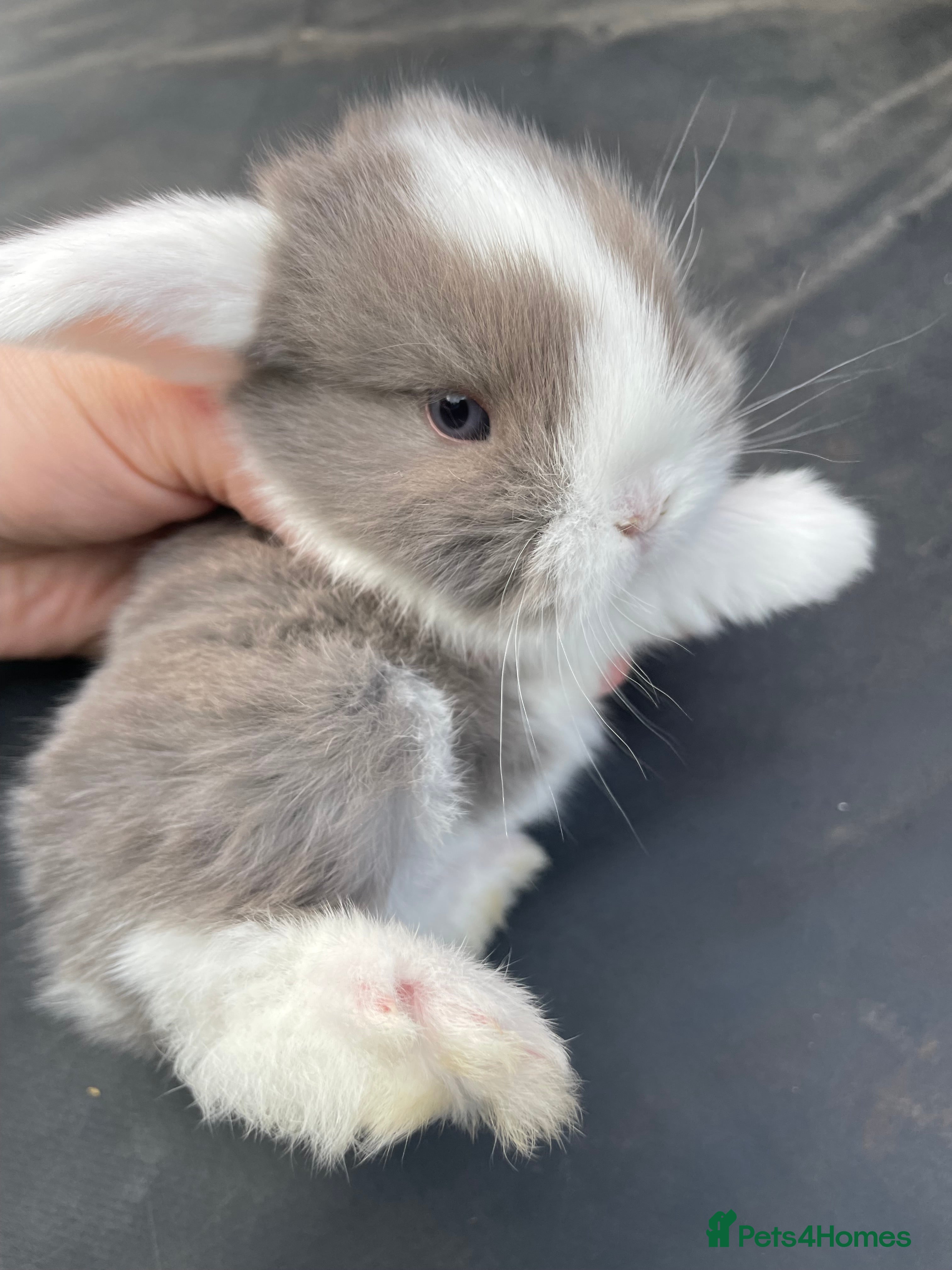 Pure bred mini lop baby bunnies. (Very friendly) for sale in Holywell ...